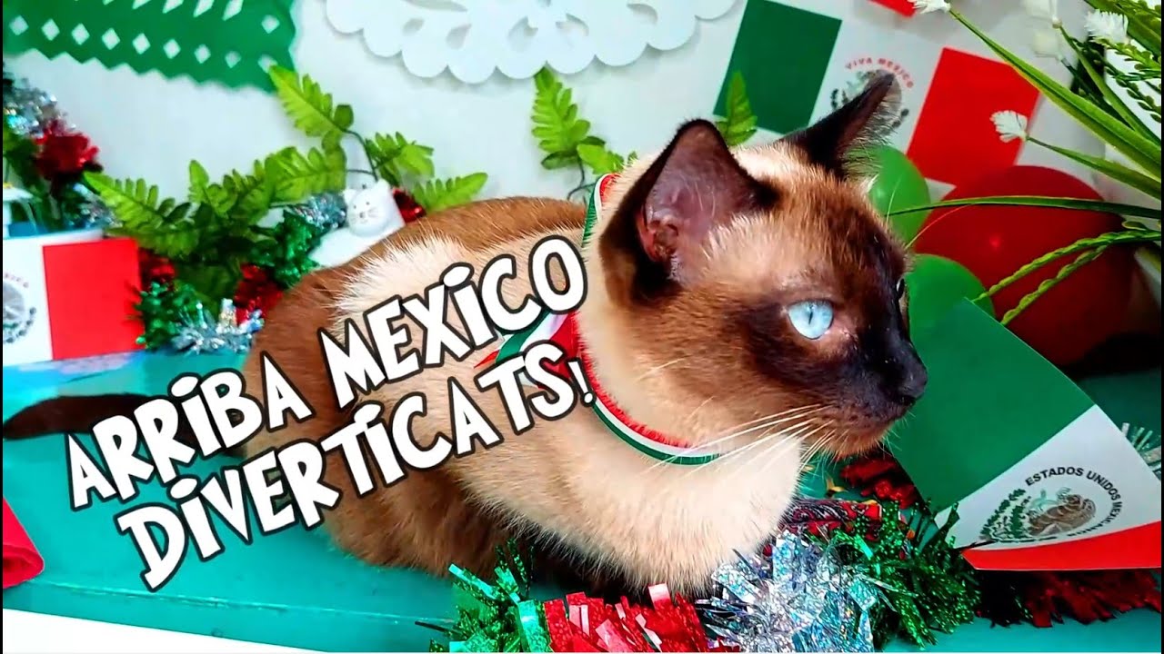 La vez que Mis Gatas se enteraron que son mexicanas! 😸🌮🌯 DIY: Collares ...