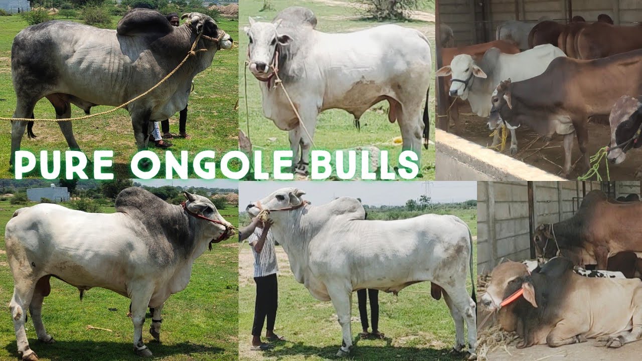 pure quality Ongole bulls available in nizamabad | big size bulls ...