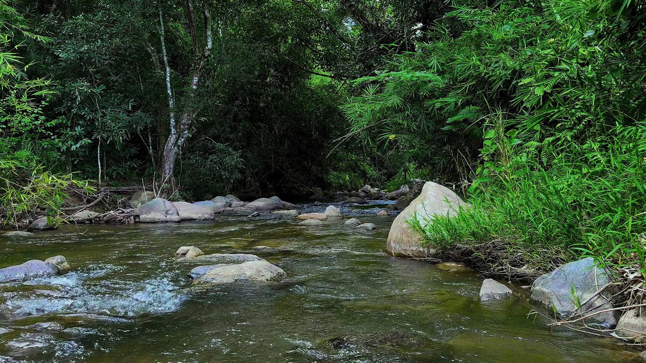 Secluded Forest Stream with Gentle Flowing Water - YouTube