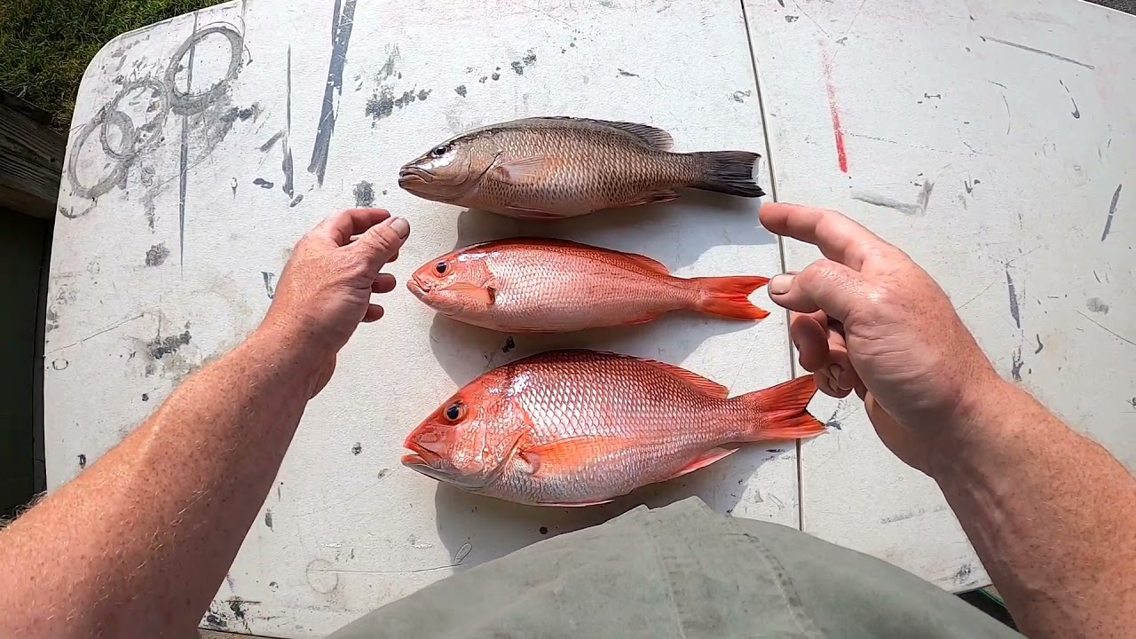 Can I keep this? Red Snapper identification. - YouTube