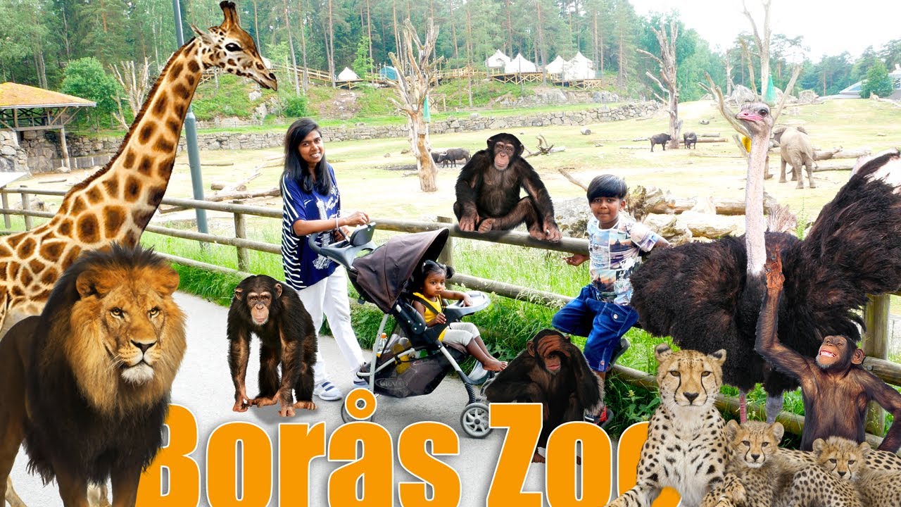 Borås Zoo (Borås Djurpark) In Sweden - YouTube