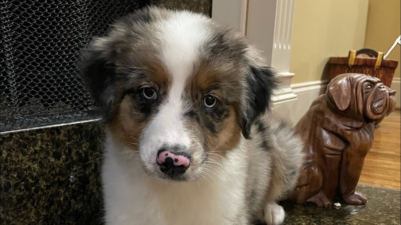 Meet our Australian Shepherd | Bindi | Episode 1 - YouTube