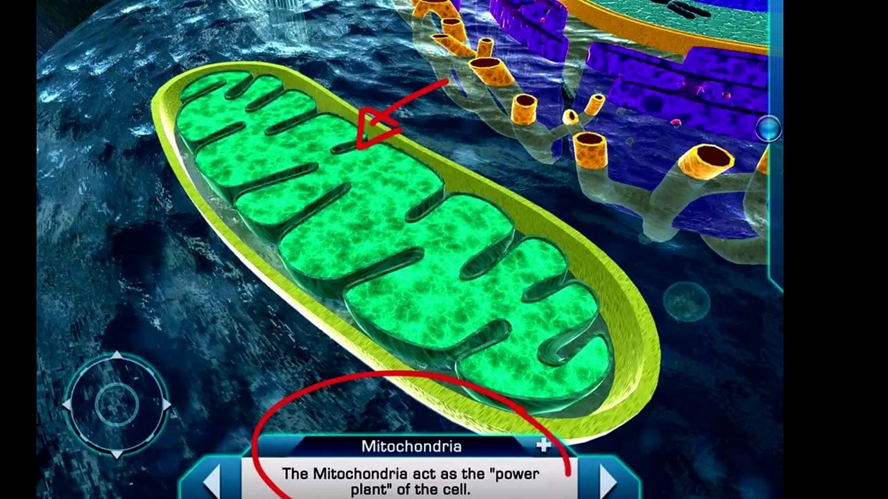 Cell World App Tutorial - Made with Explain Everything - YouTube
