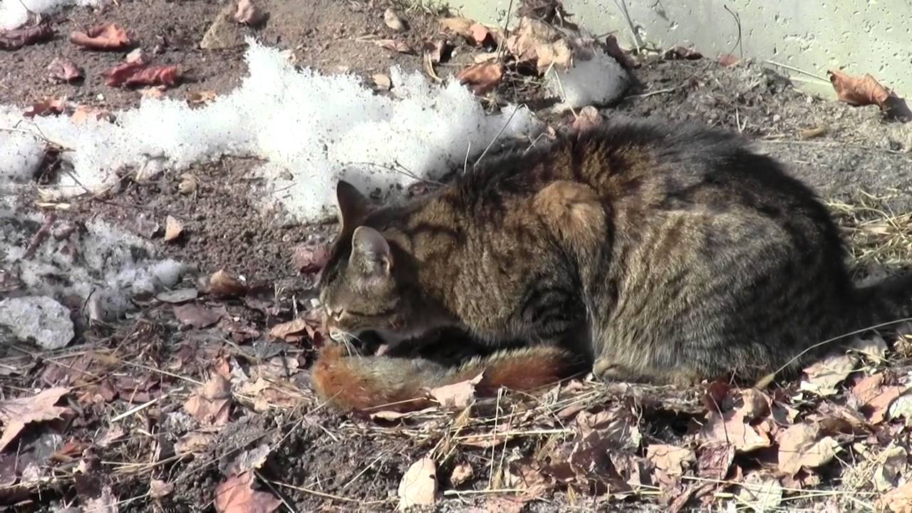 Early Season Squirrel Hunting with Angus the Cat. - YouTube