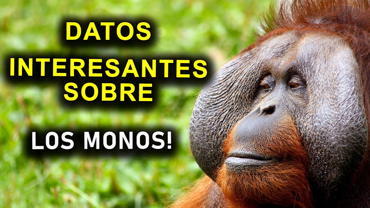 DATOS INTERESANTES SOBRE LOS MONOS! - YouTube
