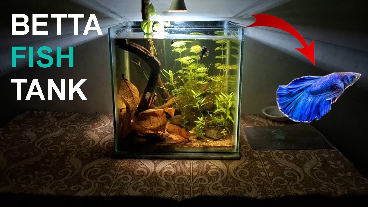 I made a BETTA FISH TANK - YouTube