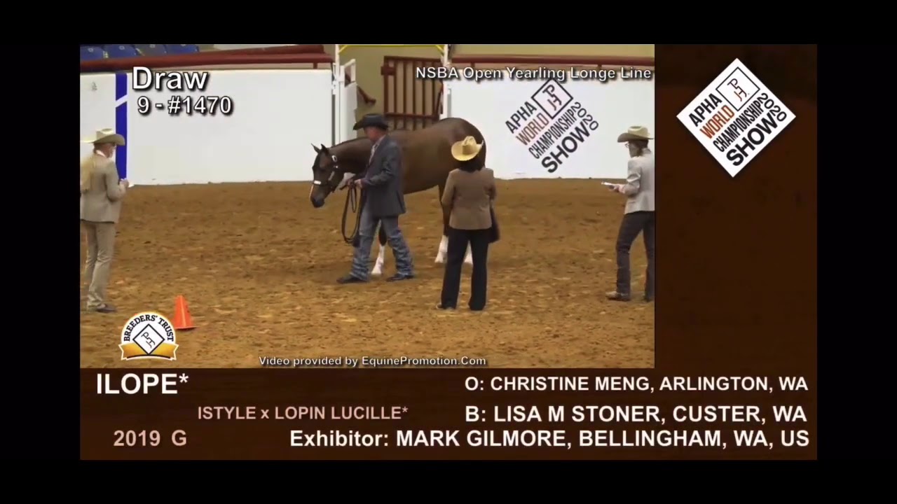 2020 APHA World Championship Show - NSBA Open Yearling Longe Line ...