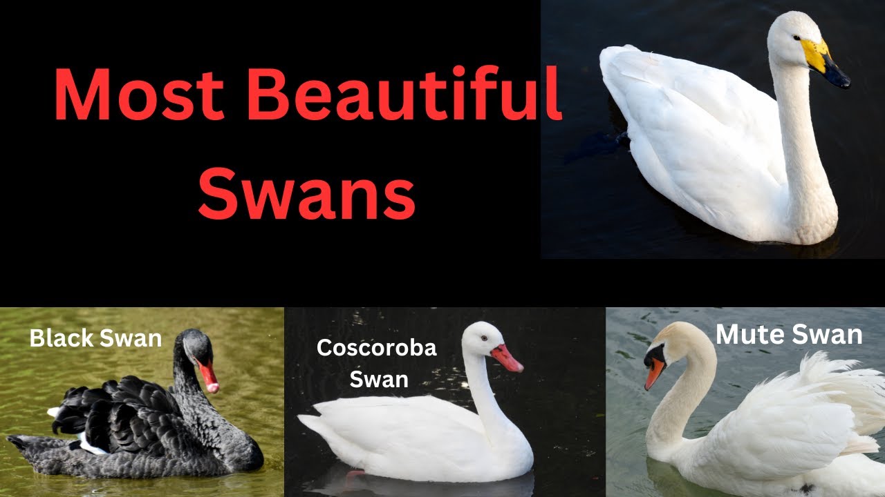 7 Most Beautiful Swans - YouTube