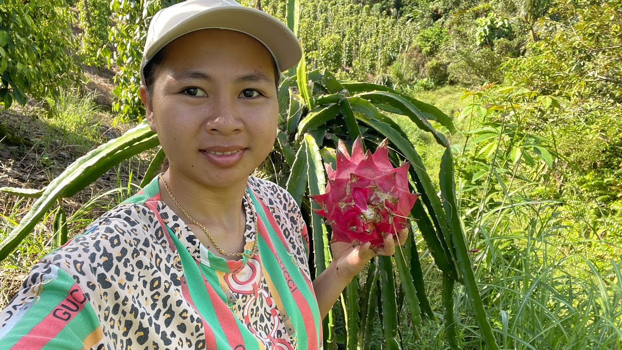 Mencari Buah Rambutan, Buah Naga & Sayur Cangkuk Di Kebun Lada Uncle ...