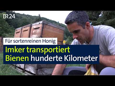Imker: Schlaflose Nächte für sortenreinen Honig | Abendschau | BR24