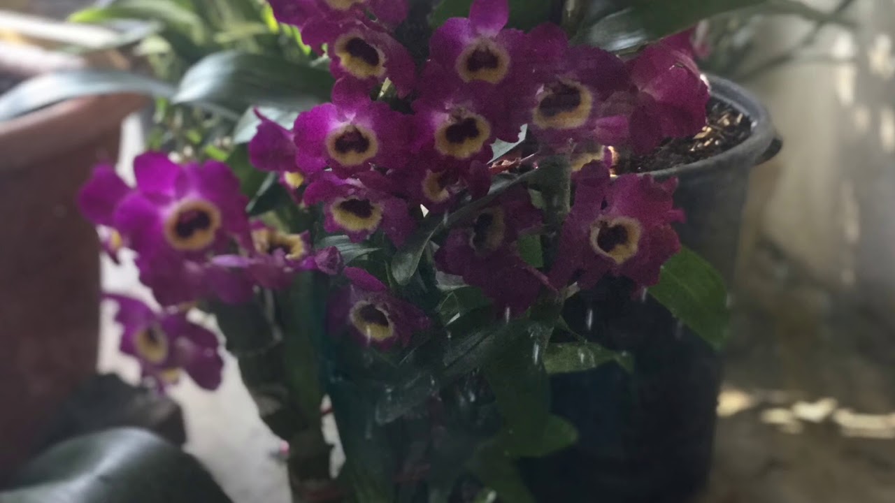 Dendrobium Red Emperor Prince - YouTube