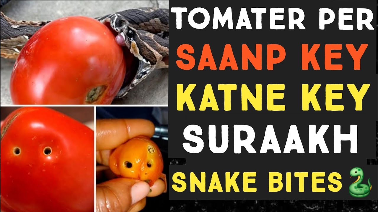 The tomatoes were bitten by a snake - YouTube