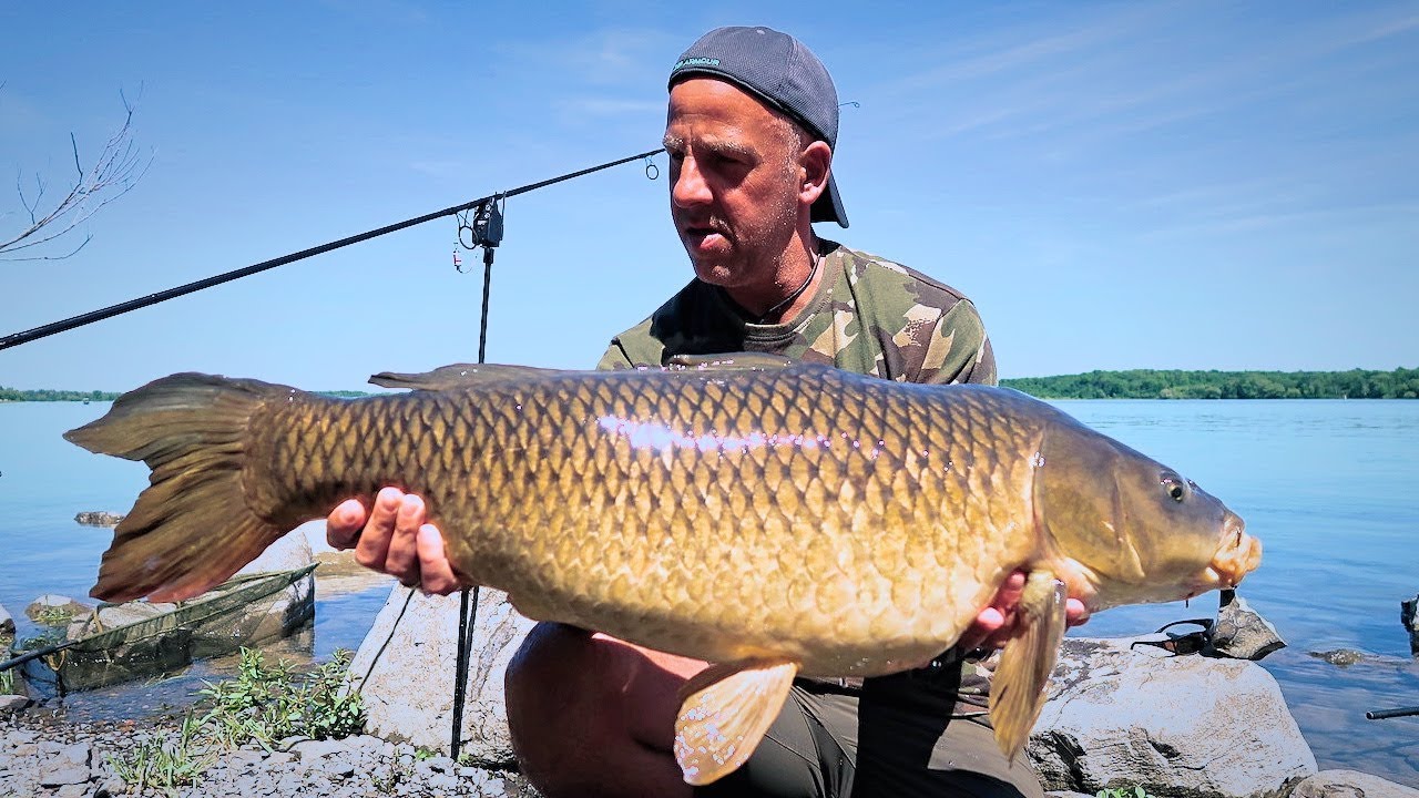 CANADIAN CARP FISHING ONTARIO | FISHING THE ST LAWRENCE RIVER - YouTube