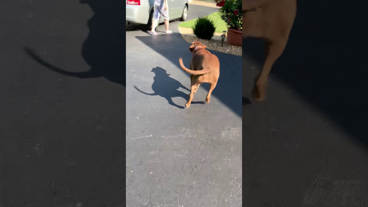 Dog chasing me - YouTube