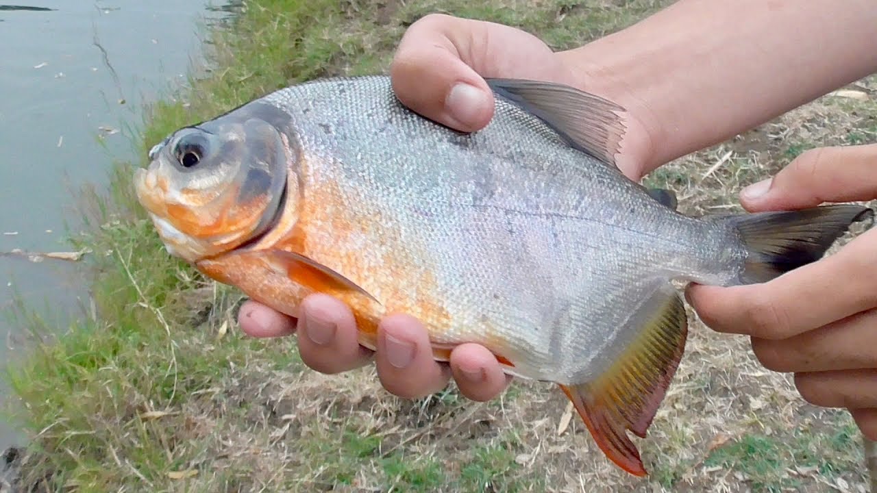 The piranha's cousin (red bellied pacu) - YouTube