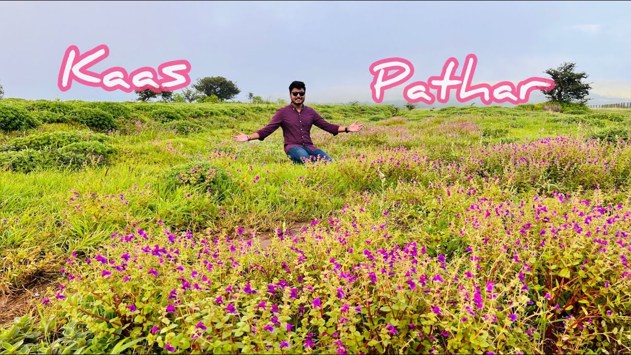 Kaas Pathar | Valley of Flowers | Maharashtra #kaaspathar #kaasplateau ...