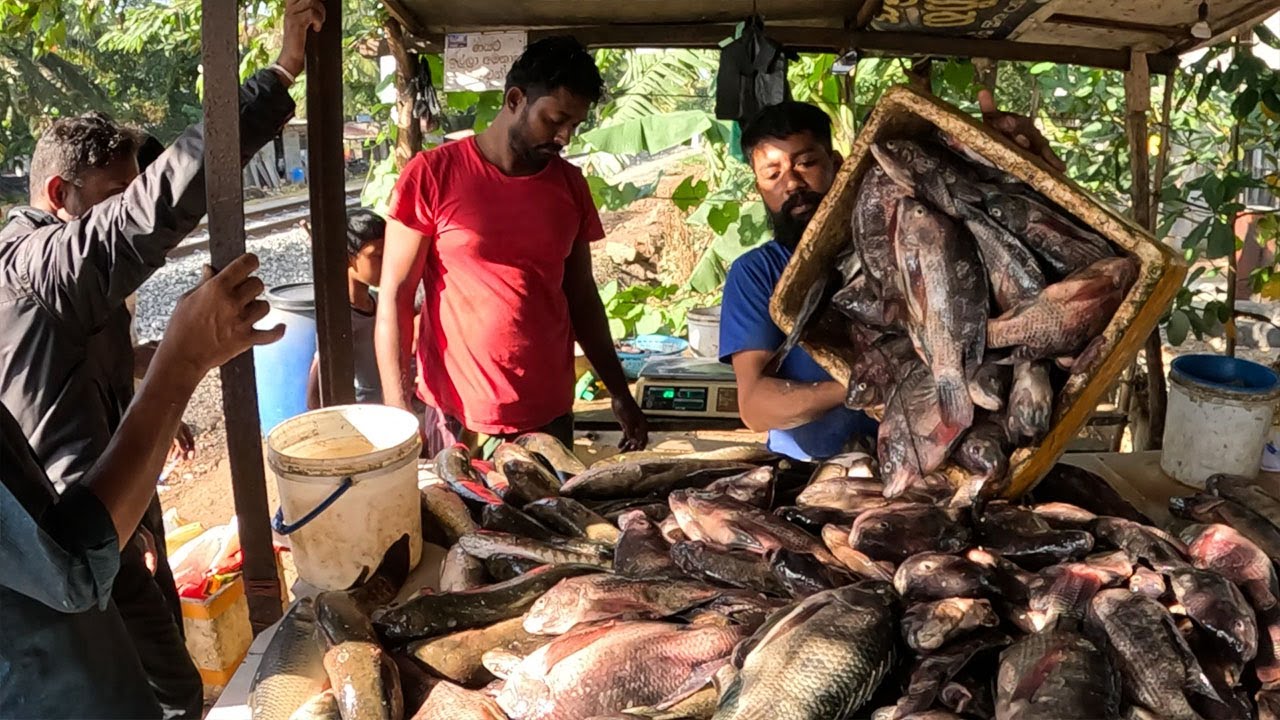 Soo Nice! Best Thilapia Fish Market In Sri Lanka| Excellent Fish ...