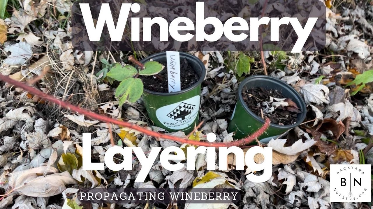 How to propagate wineberry with tip layering - YouTube