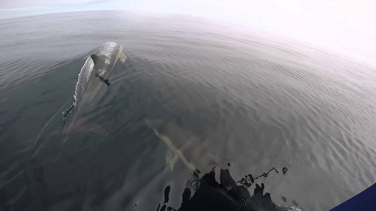GOPRO Dolphin Footage- Falmouth Bay 15/06/2015 - YouTube