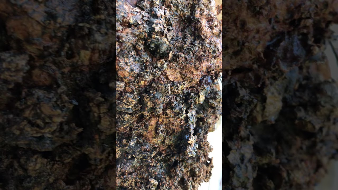 Acrobat ant nest on a crepe myrtle tree - YouTube