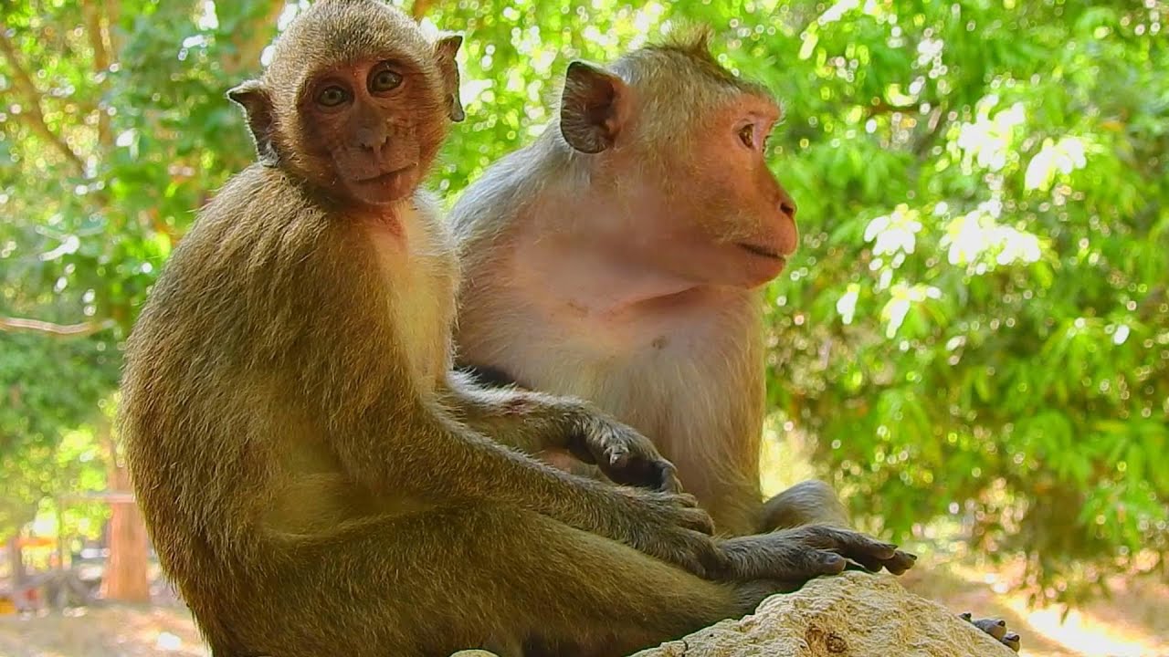 Duke got problem with his leg after big male monkey bite so hard, Duke ...