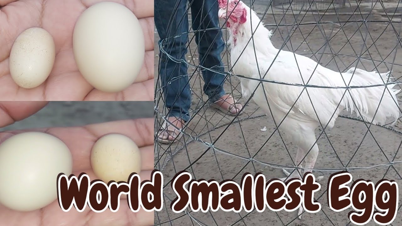 Humari Murghi ny World Smallest Egg Dy Dea 😮 - YouTube