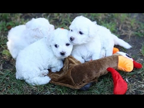 Bichon Frise Puppy Thanksgiving Dinner - YouTube
