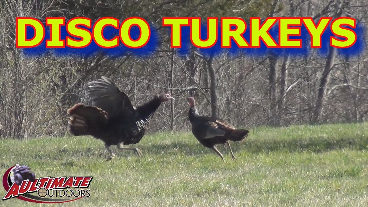 WILD TURKEY DISCO DANCE! SOME COOL FOOTAGE I GOT OF SOME WILD TURKEYS ...
