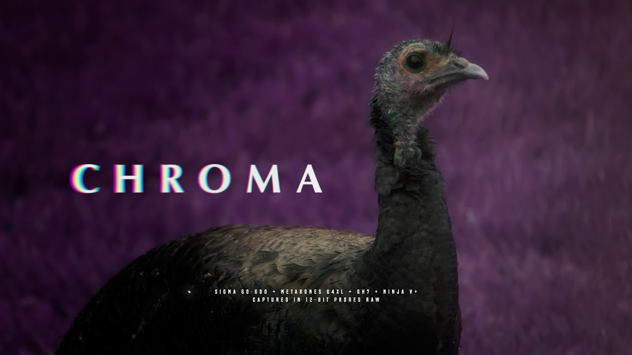 CHROMA | GH7 + SIGMA 60-600MM - YouTube