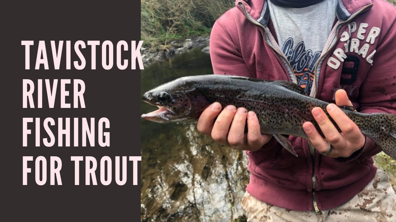 Tavistock river fishing Devon. Brown/rainbow trout. Spin/lure fishing ...