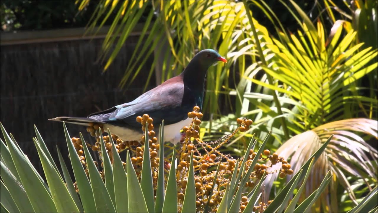 New Zealand Kereru, Native Pigeon. - YouTube