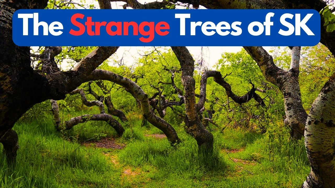 The Strange Crooked Bush Nature Preserve of Saskatchewan, Canada - YouTube