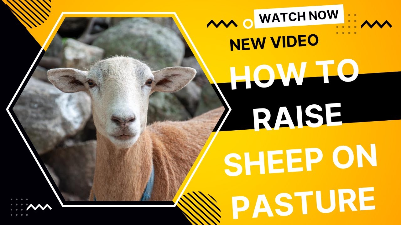 How To Shepherd Pasture-Raised Sheep - YouTube