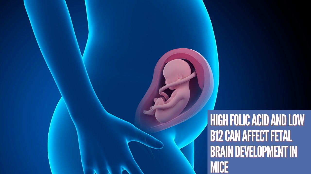 High folic acid and low B12 can affect fetal brain development in mice ...