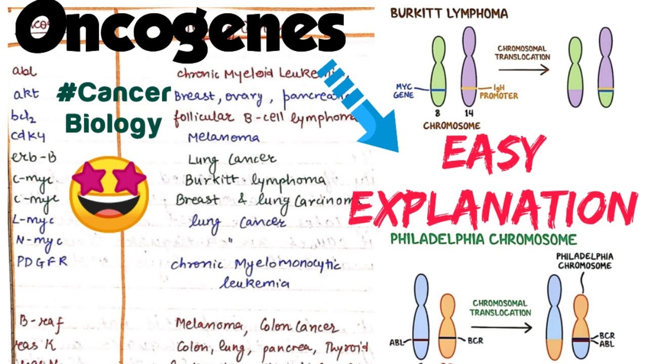 Oncogenes|| proto oncogene|| Examples || Burkitt lymphoma ...