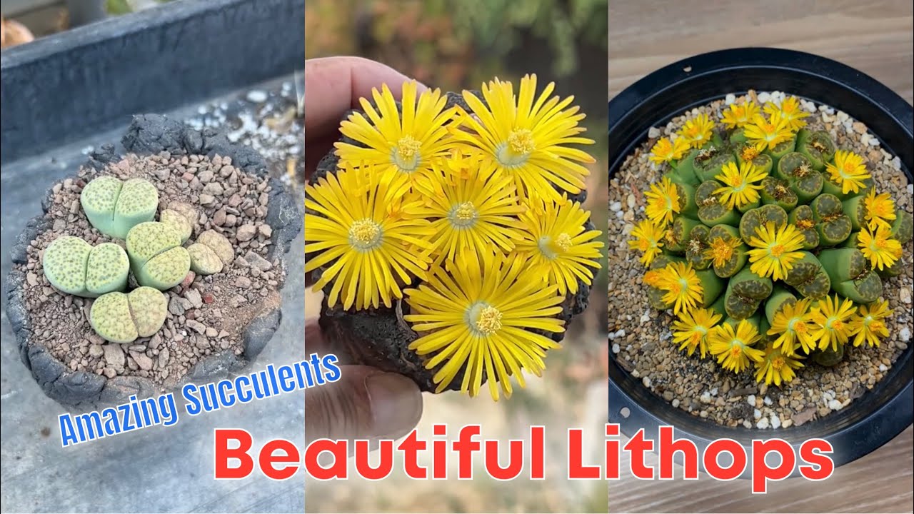 BEAUTIFUL SUCCULENT LITHOPS || Những Điều Đáng Kinh Ngạc Về Lithops ...