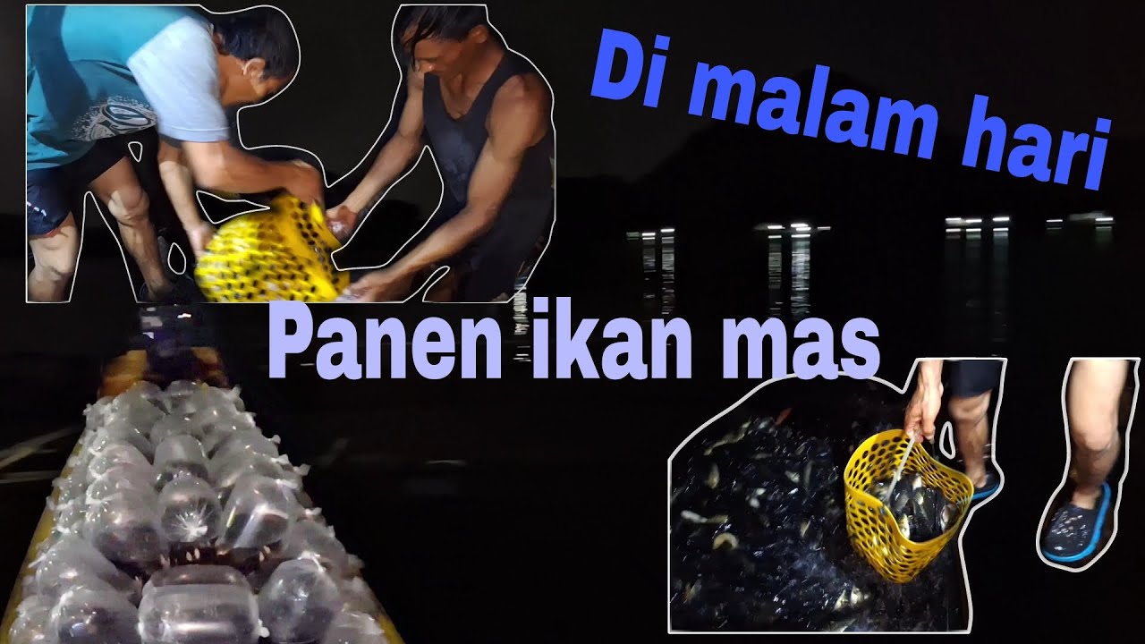 Panen ikan mas 1 ton lebih. Di kolam jaring apung waduk jatiluhur - YouTube