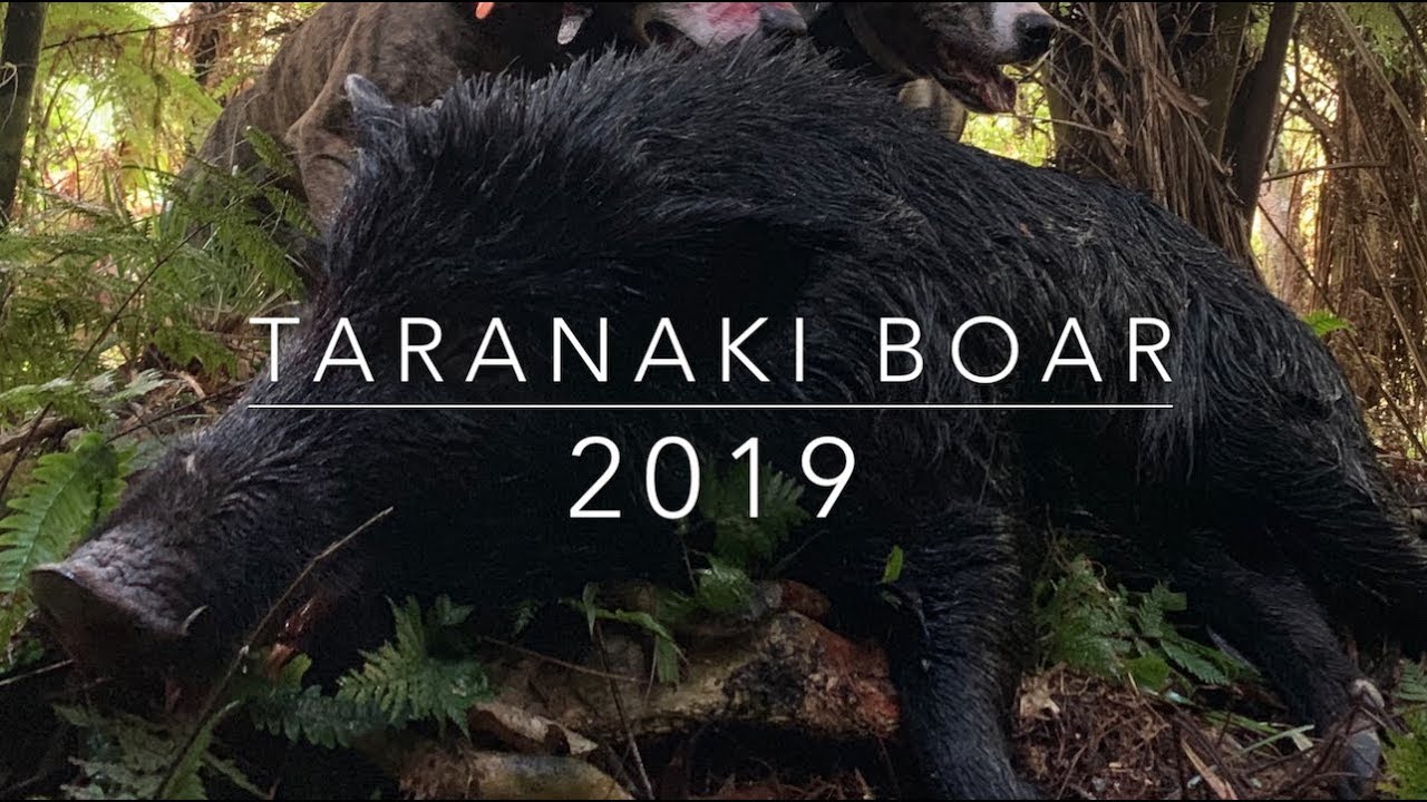 Taranaki NZ Pig Hunt 2019 - YouTube