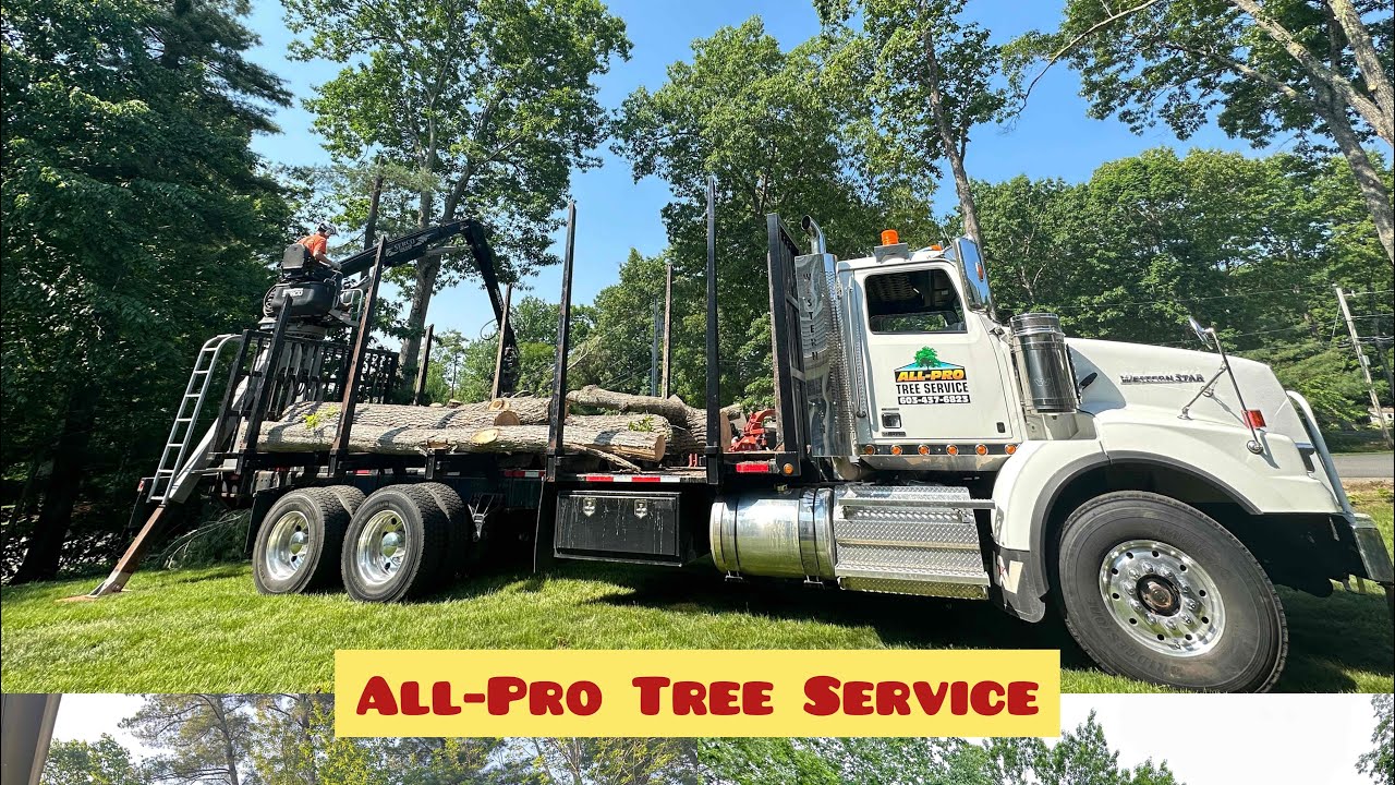 All -Pro Tree Service. Cutting Down Tree and Tree Trimming. # ...