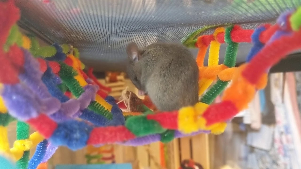 Mouse activities video 2 - YouTube