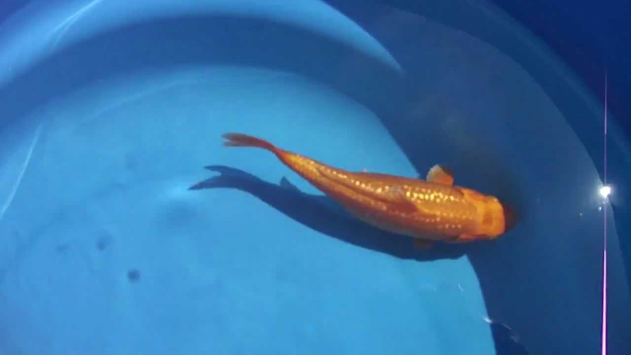 Orange Ogon Kinguinrin ITA - YouTube