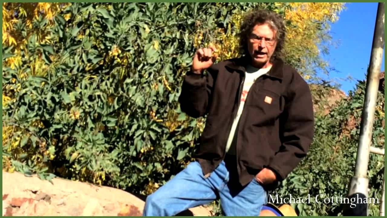 part 2 : Nicotiana glauca, Tree Tobacco, Michael Cottingham, Southwest ...