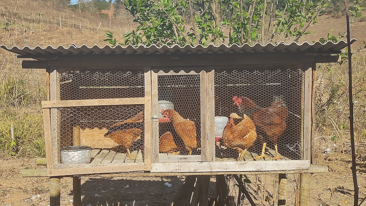 Projeto De Galinheiro Para 100 Galinhas Poedeiras - RETOEDU