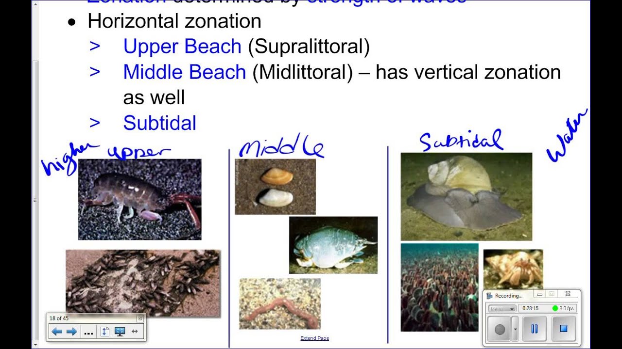 Sandy Beach Intertidal - YouTube