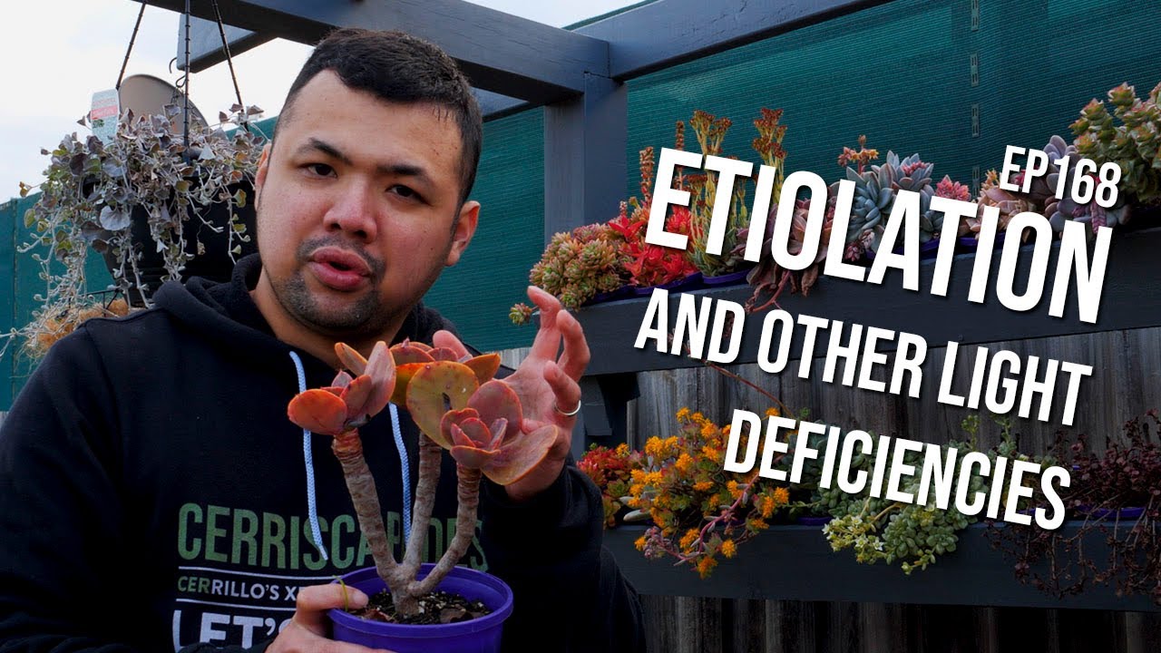 #168 How does etiolation happen in succulents, and how to fix it? - YouTube