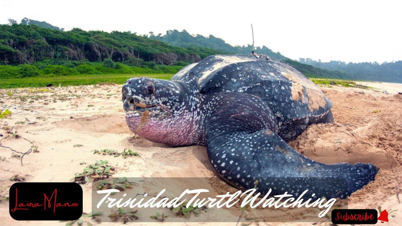 Turtle Watching in Grand Riviere - YouTube