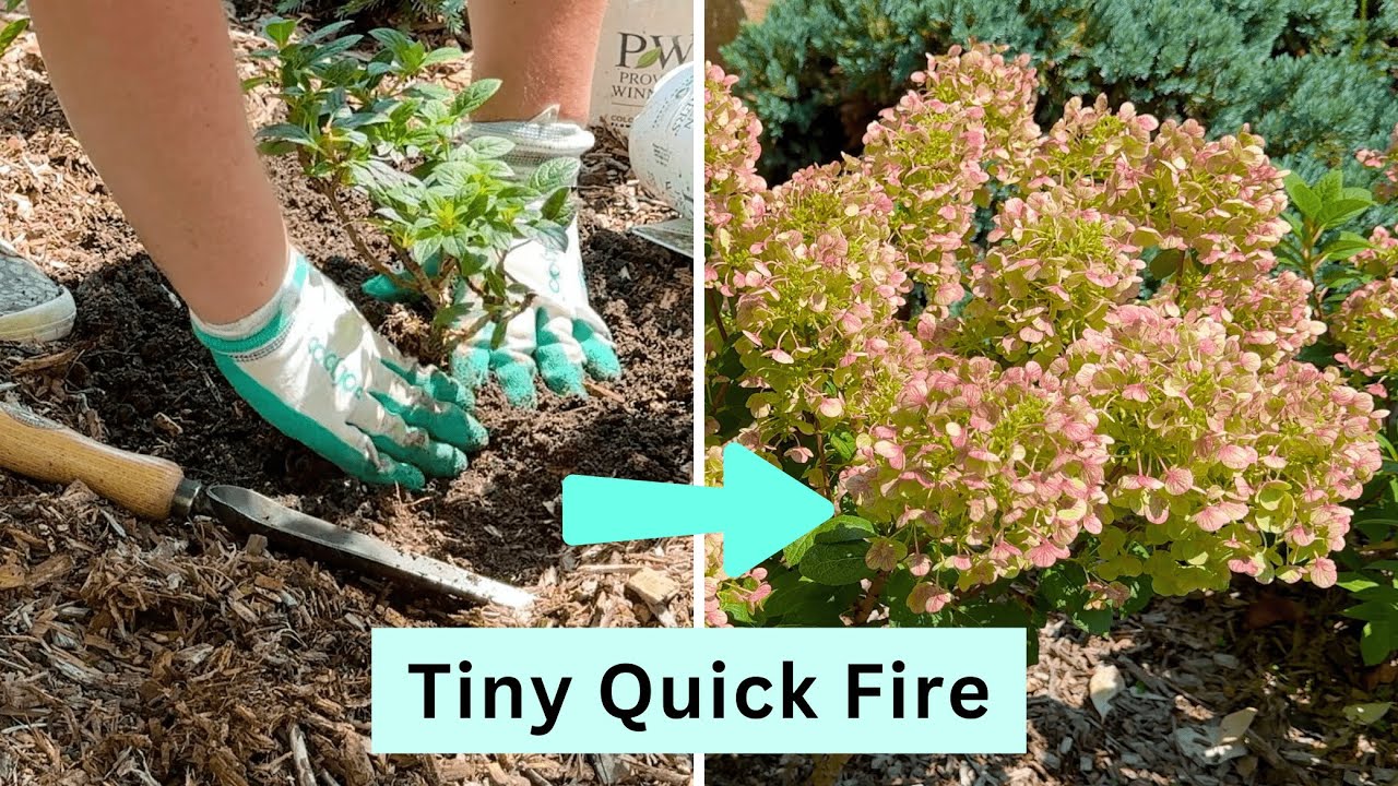 Planting a Tiny Quick Fire Hydrangea Hedge: Care Tips Included! - YouTube