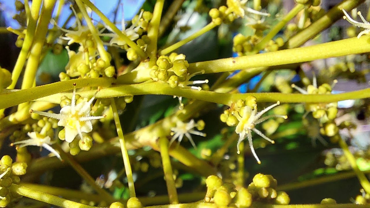 Bunga rambutan sebelum menjadi buah rambutan. - YouTube