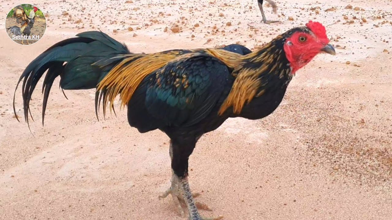 He is an excellent bloodline but just a very lightweight rooster ...