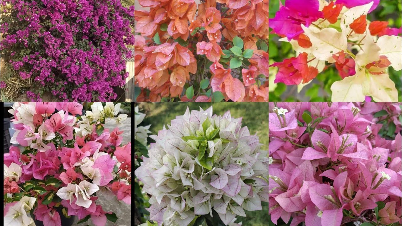 various types of bougainvillea flower plant.beautiful collection. bagan ...